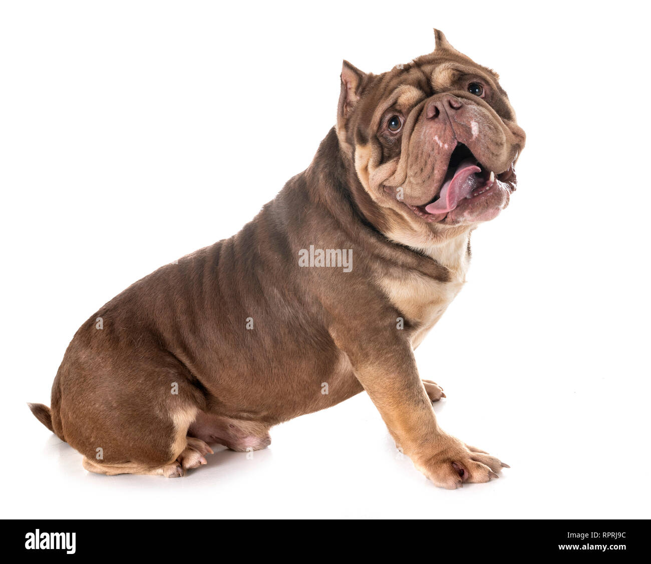 american bully in front of white background Stock Photo - Alamy