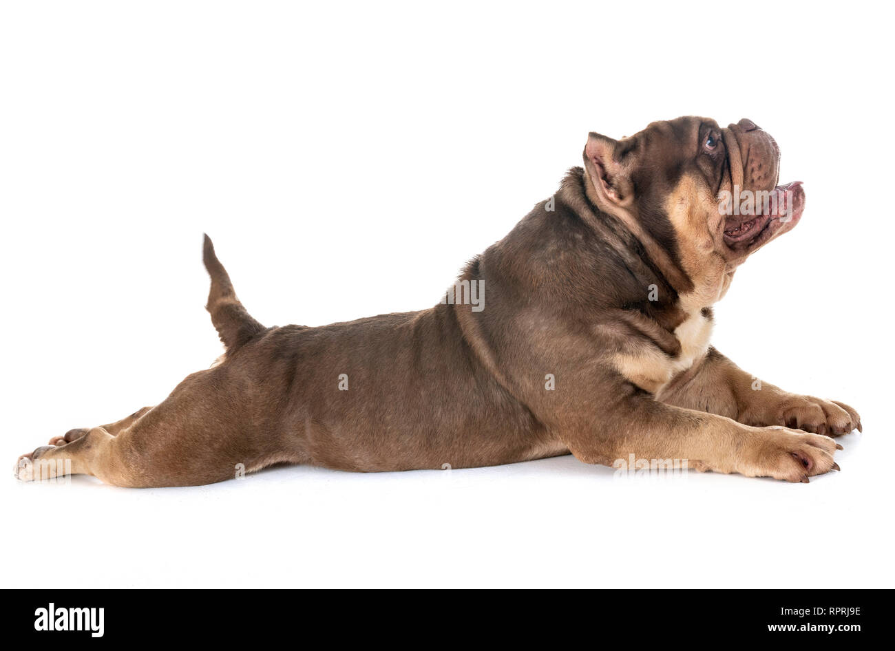 american bully in front of white background Stock Photo - Alamy