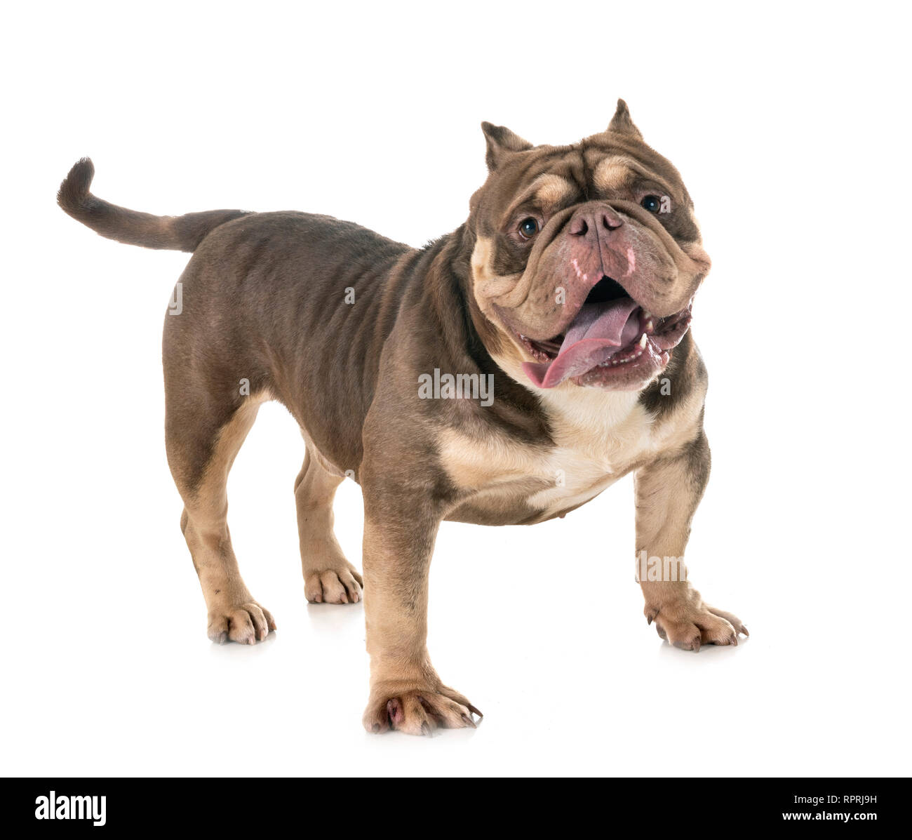 american bully in front of white background Stock Photo - Alamy