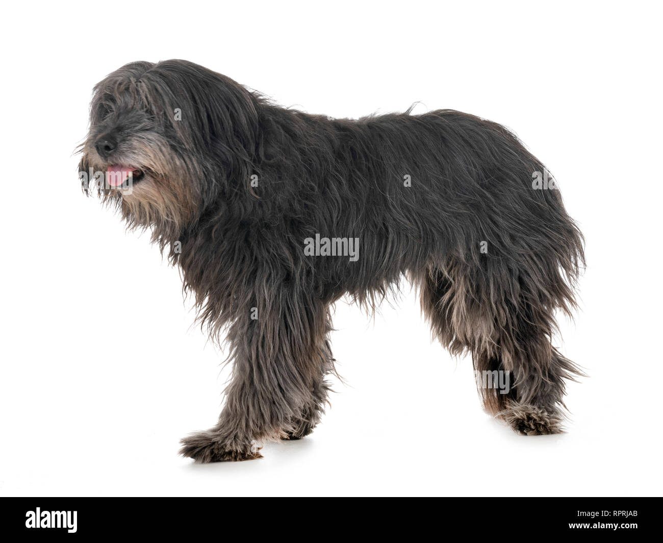 adult pyrenean shepherd in front of white background Stock Photo - Alamy