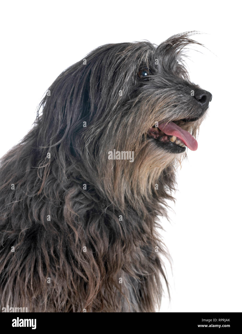 adult pyrenean shepherd in front of white background Stock Photo - Alamy