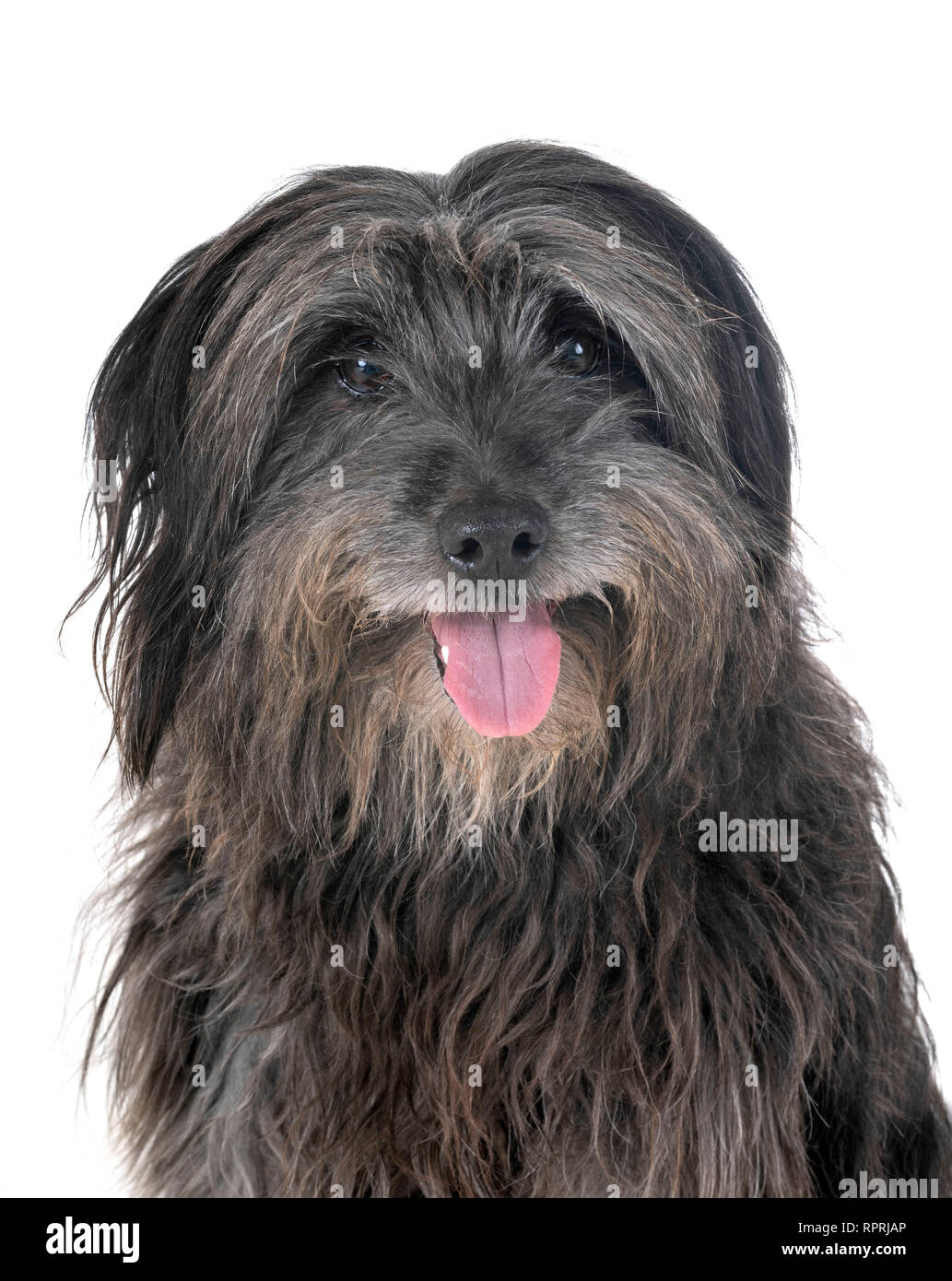 adult pyrenean shepherd in front of white background Stock Photo - Alamy