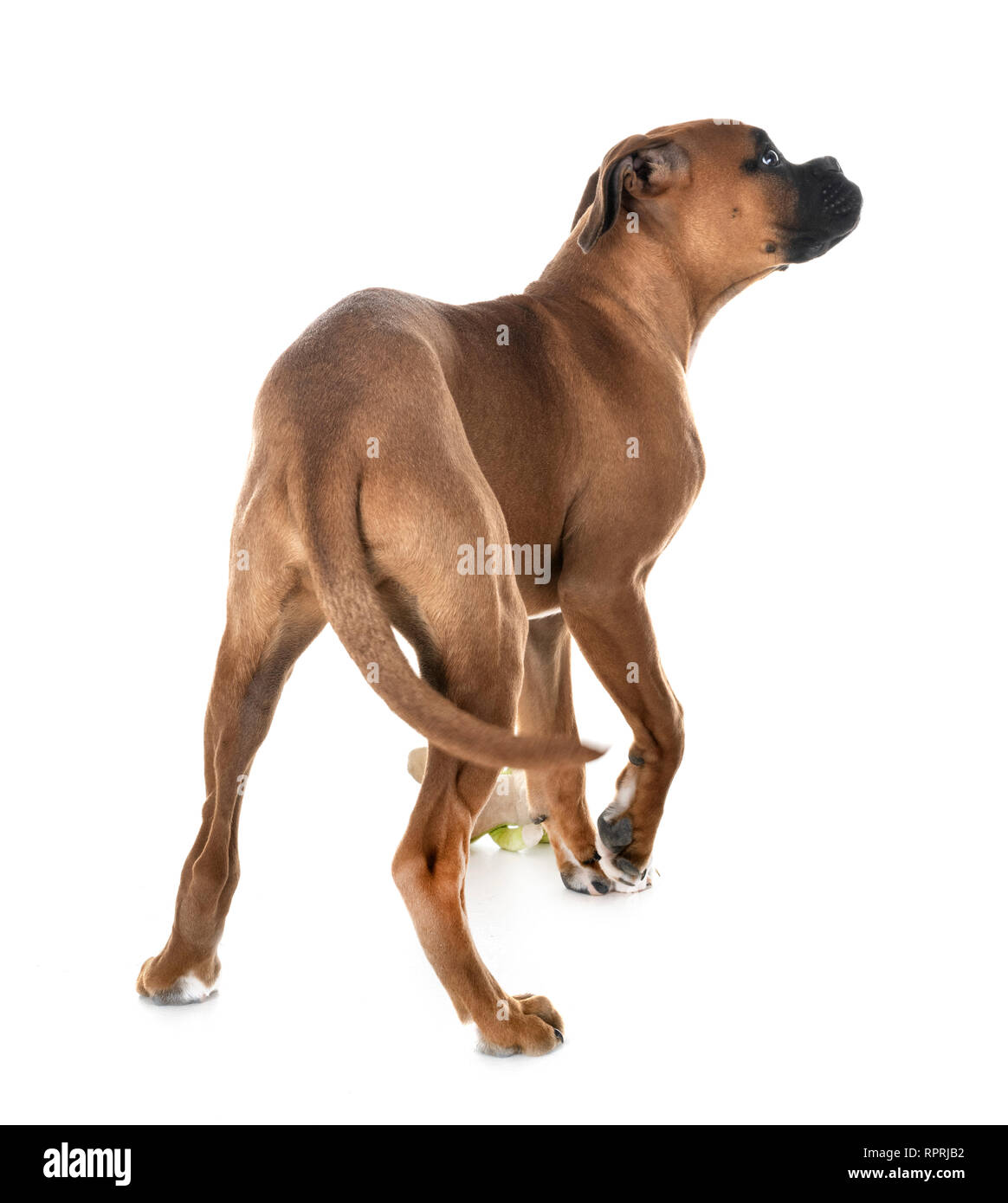 Boxer dog long tail Cut Out Stock Images & Pictures - Alamy