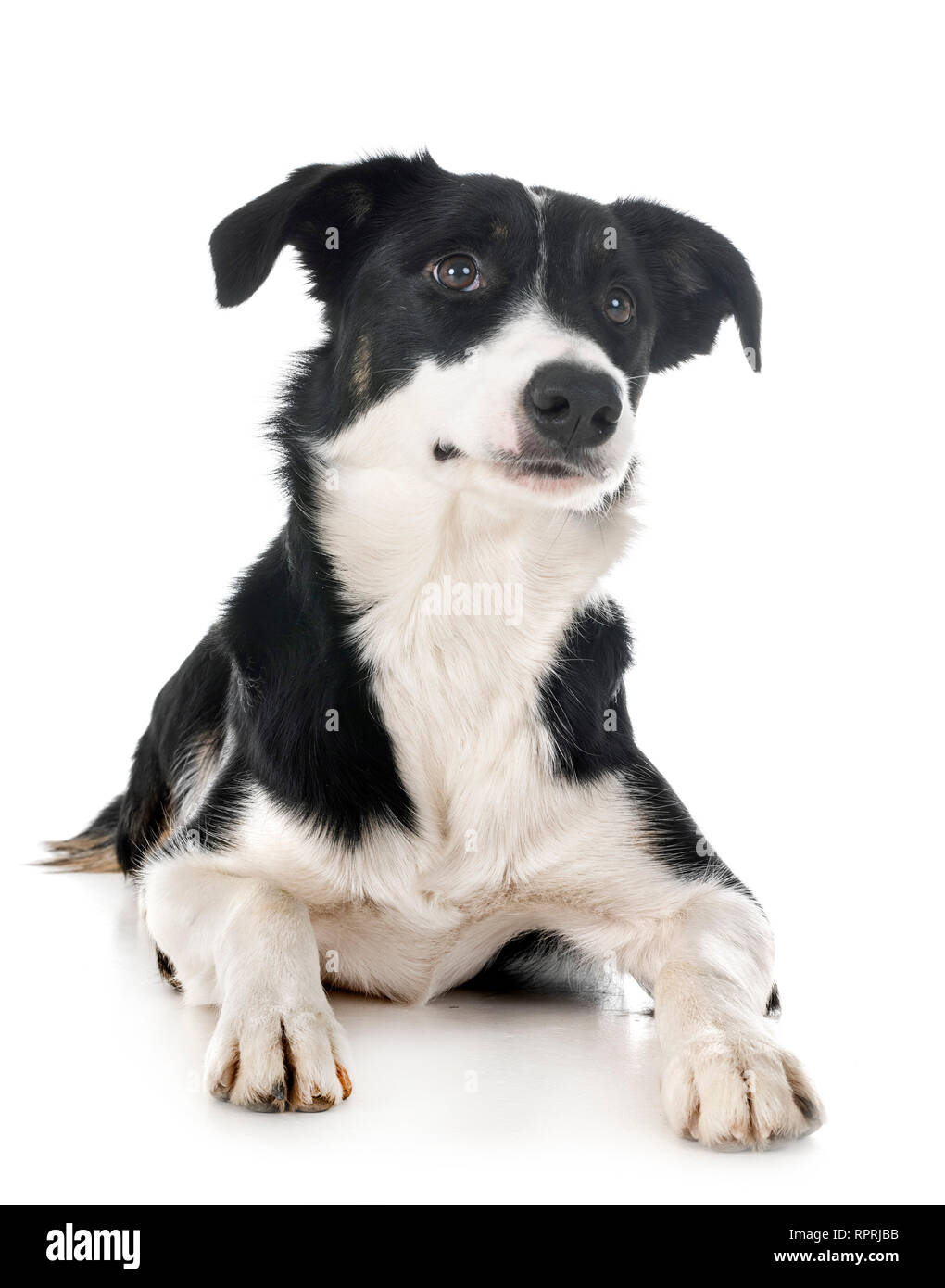 border collie in front of white background Stock Photo - Alamy