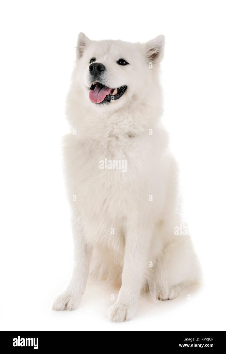 Samoyed dog in front of white background Stock Photo - Alamy