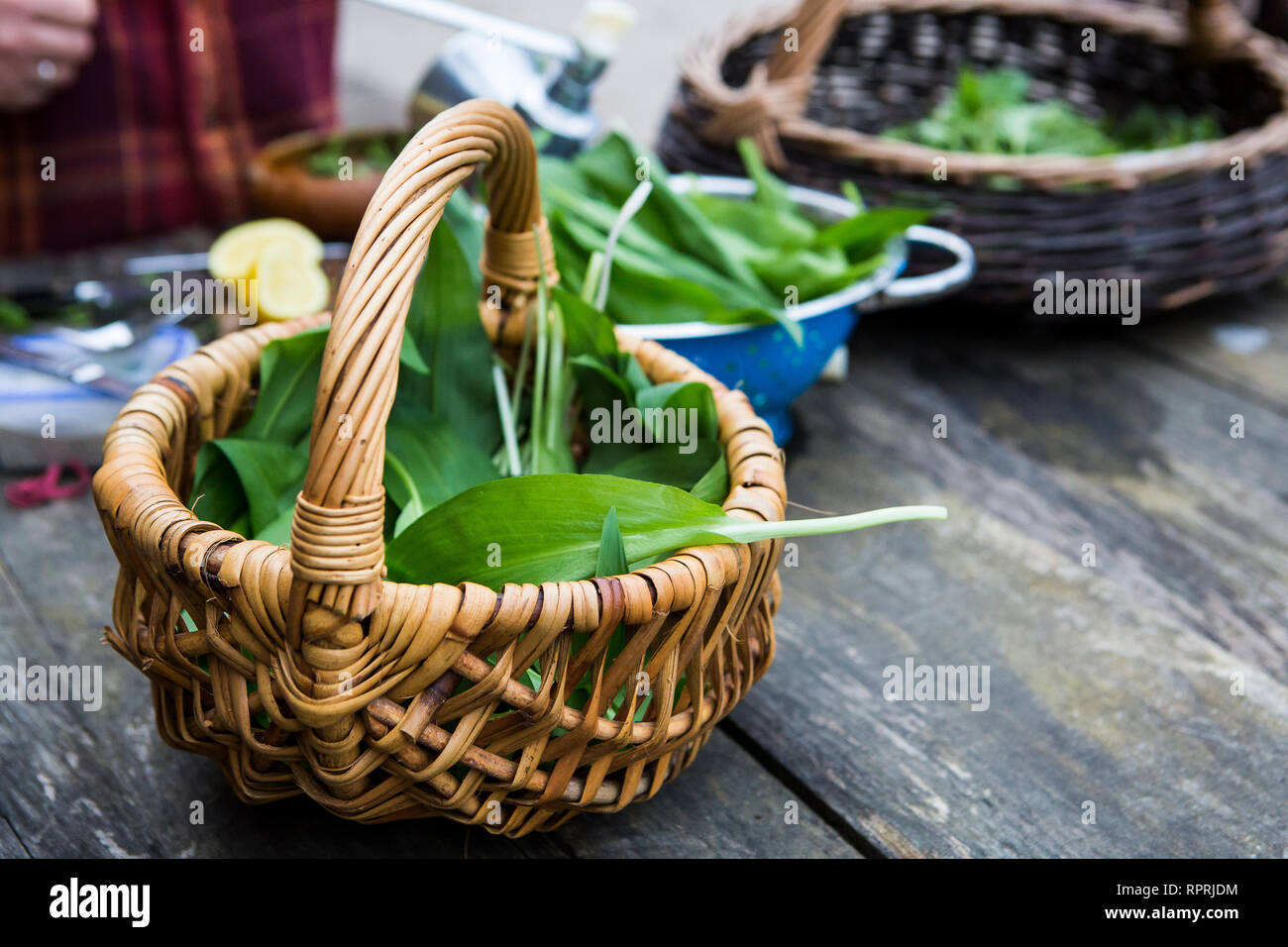 Foraged food plants hi-res stock photography and images - Alamy