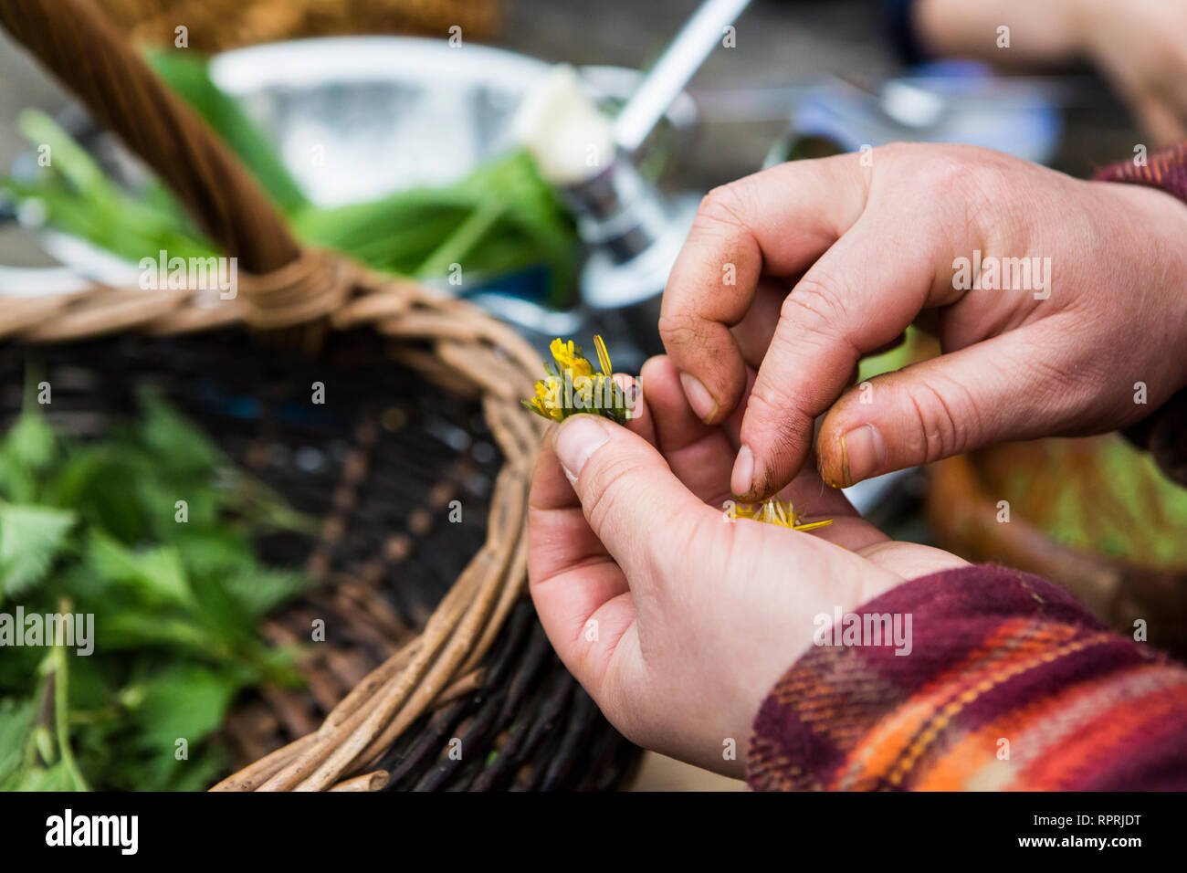 Foraged foods hi-res stock photography and images - Alamy
