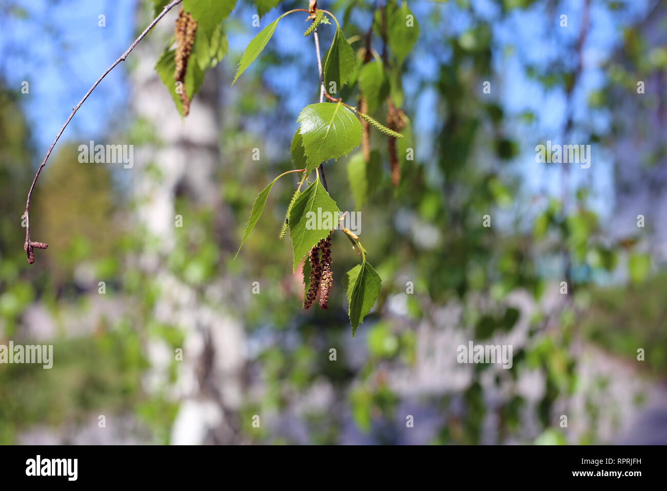Birch tree flowers hi-res stock photography and images - Alamy