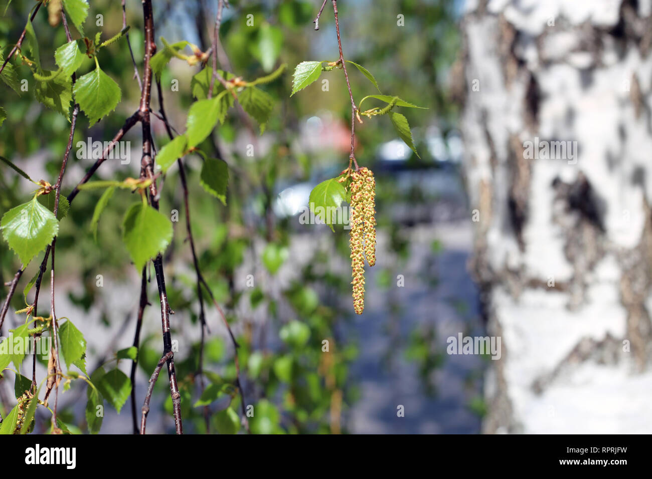 Birch tree flowers hi-res stock photography and images - Alamy