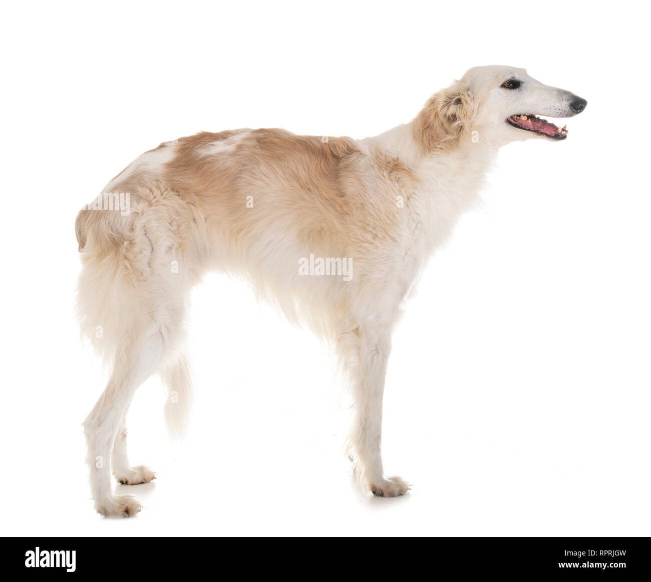 white borzoi in front of white background Stock Photo - Alamy