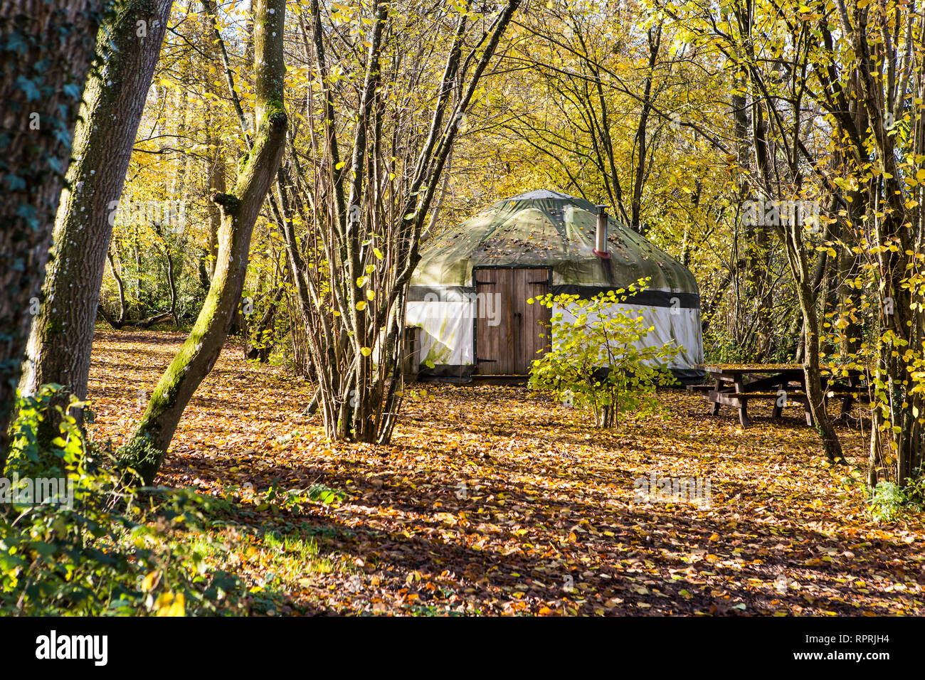 Traditional yurt in the woods, glamping in autumn sunshine Stock Photo ...