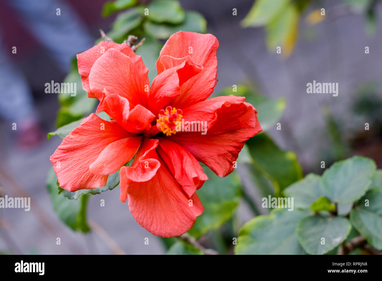 One Chaba flower (Hibiscus rosa-sinensis) chinese rose, red color ...