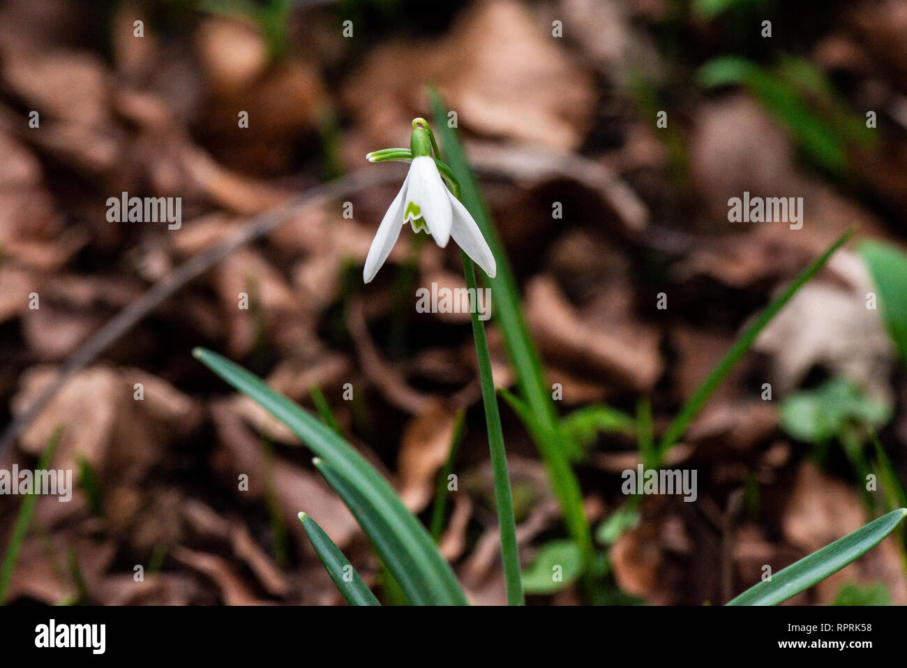 A single snowdrop flower (Galanthus Stock Photo - Alamy