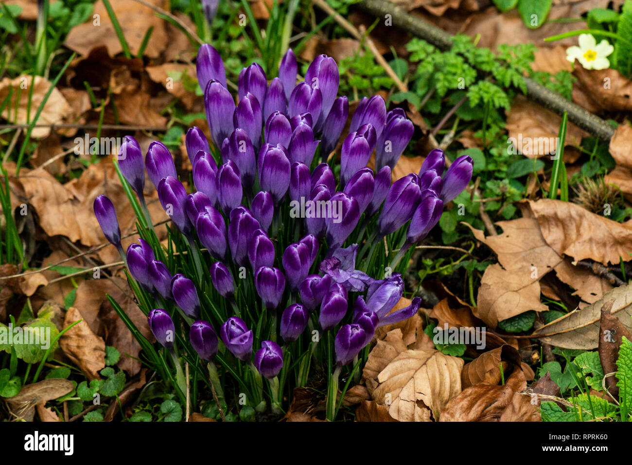 Purple crocus flowers Stock Photo - Alamy