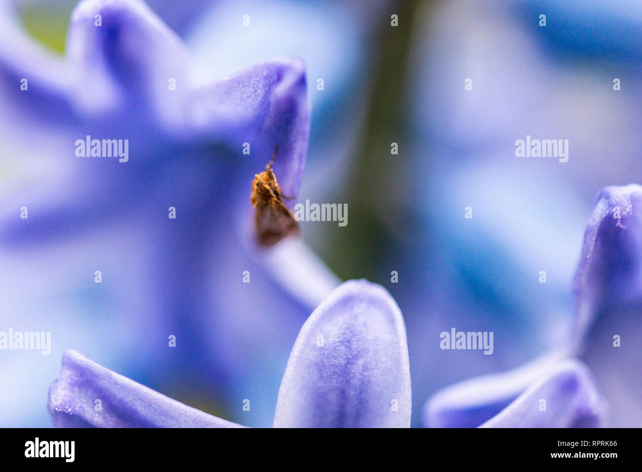 A leafhopper (Cicadellidae) on a hyacinth 'Delft Blue'(Hyacinthus ...
