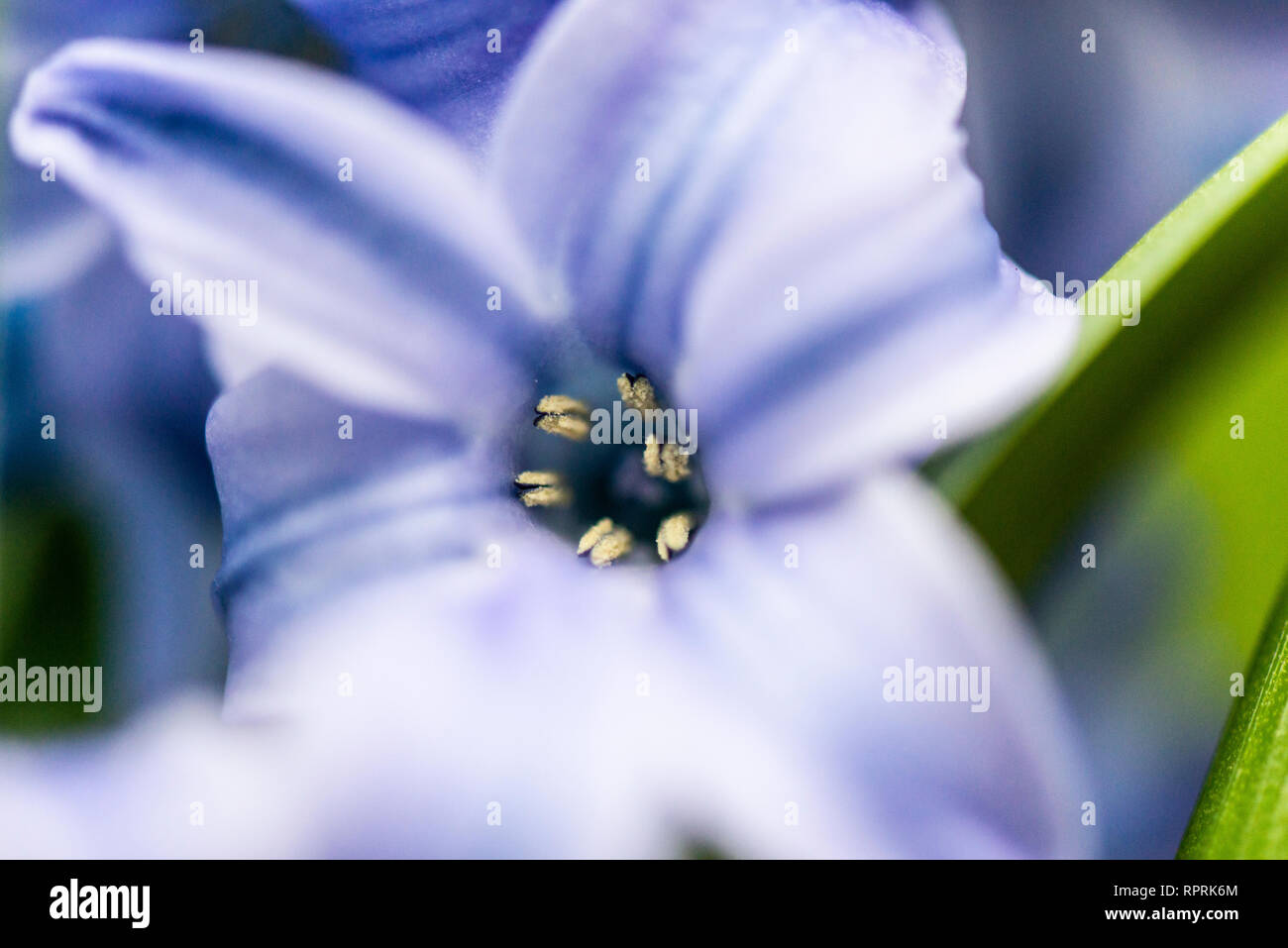 A close up of a hyacinth 'Delft Blue'(Hyacinthus orientalis 'Delft Blue ...