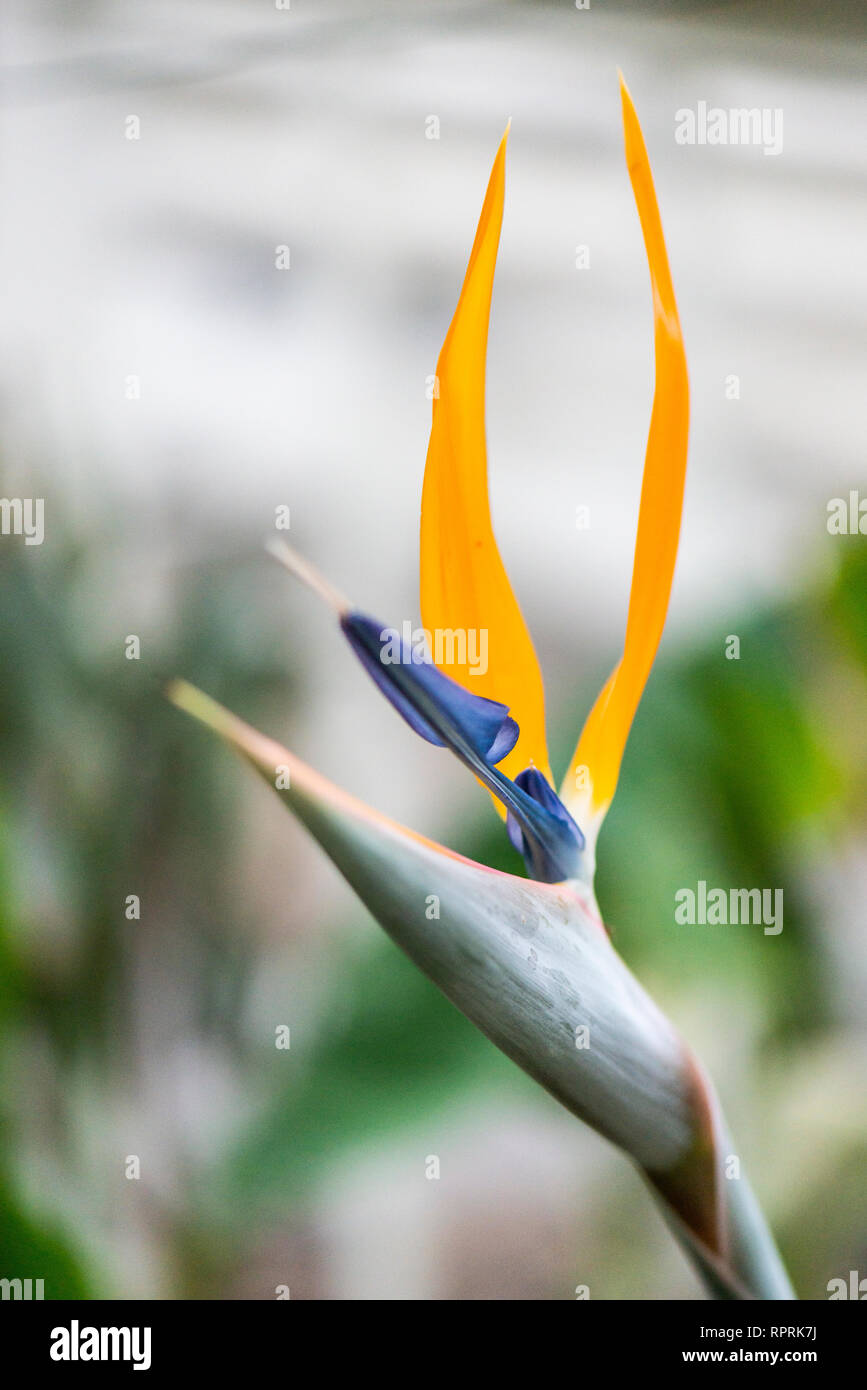A bird of paradise flower (Strelitzia reginae Stock Photo - Alamy