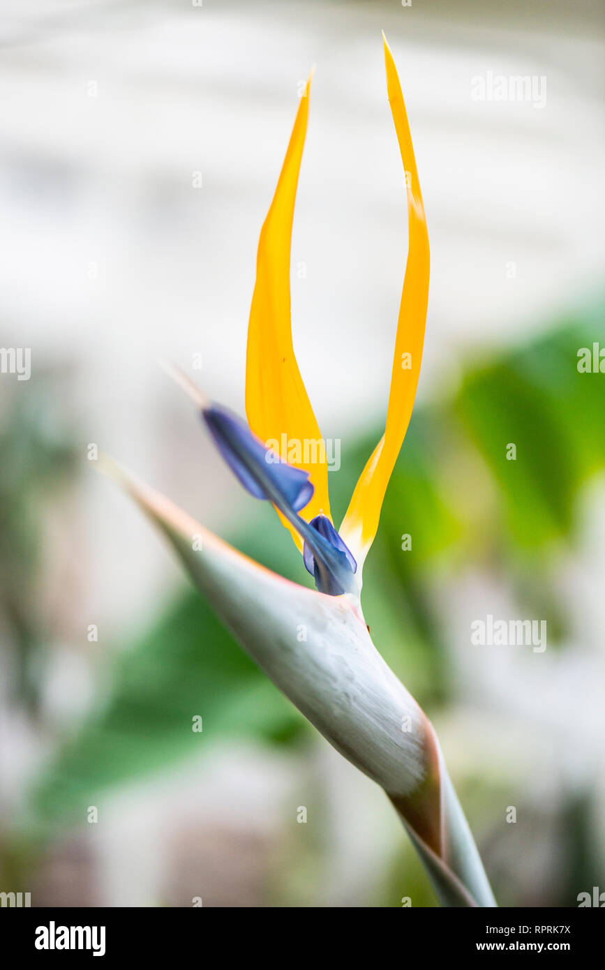 A bird of paradise flower (Strelitzia reginae Stock Photo - Alamy