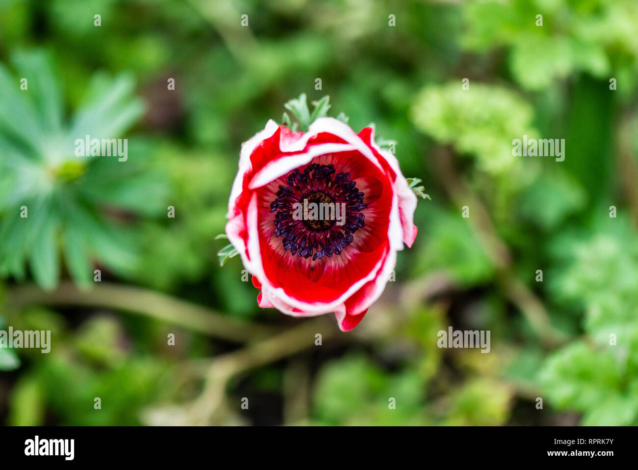 A poppy anemone (Anemone coronaria Stock Photo - Alamy