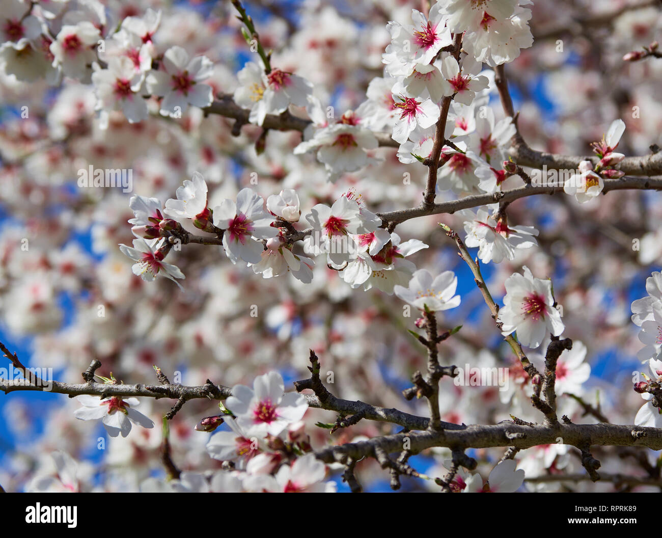 Almond tree white flowers hi-res stock photography and images - Alamy