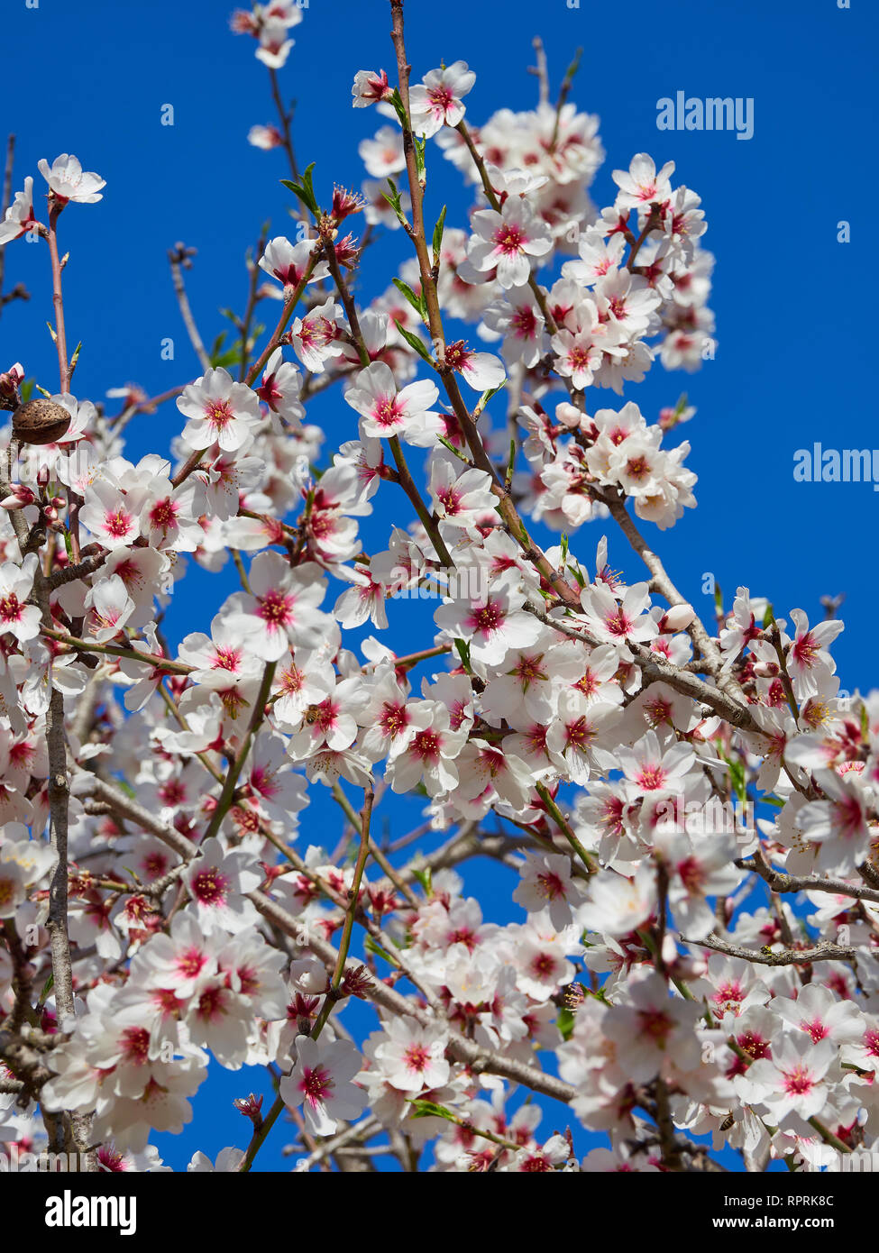 Tree of almond hi-res stock photography and images - Alamy