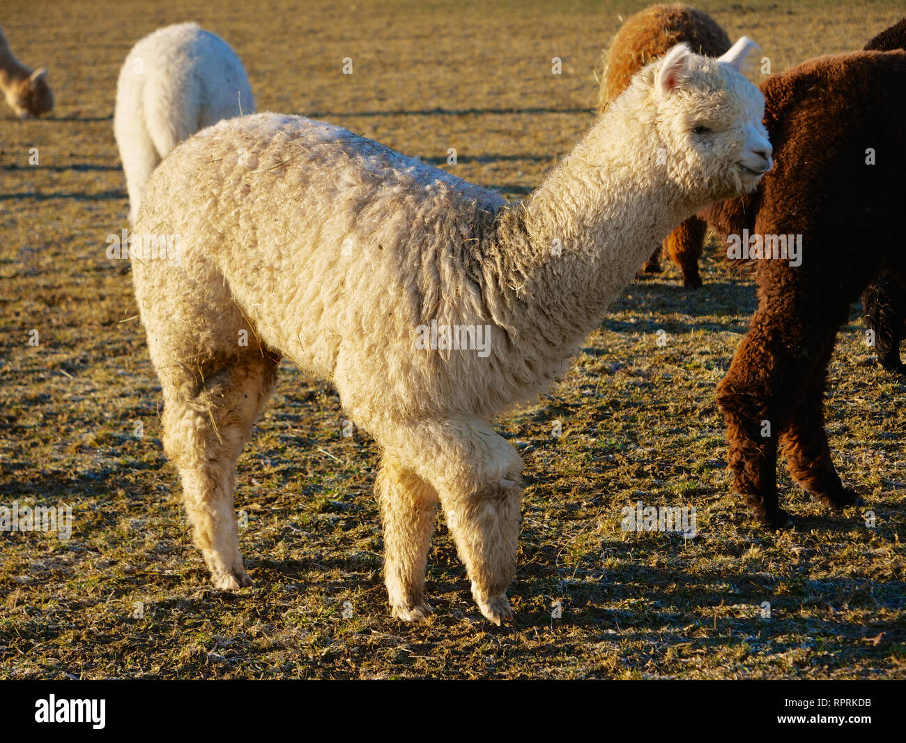 A Cute and Funny White Alpaca Walking on the Meadow Stock Photo - Alamy