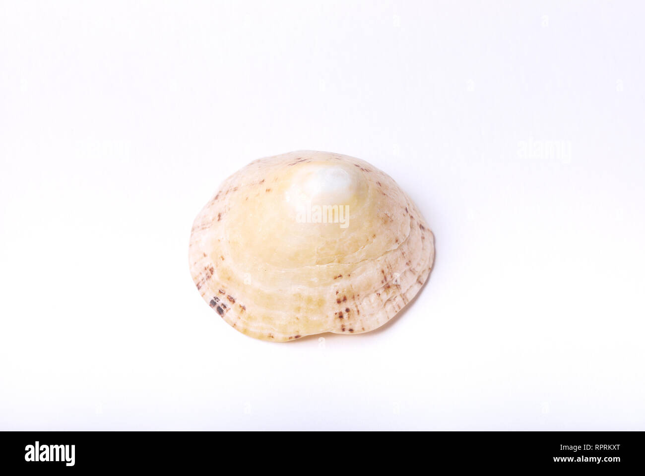 Chinese hat shell hi-res stock photography and images - Alamy