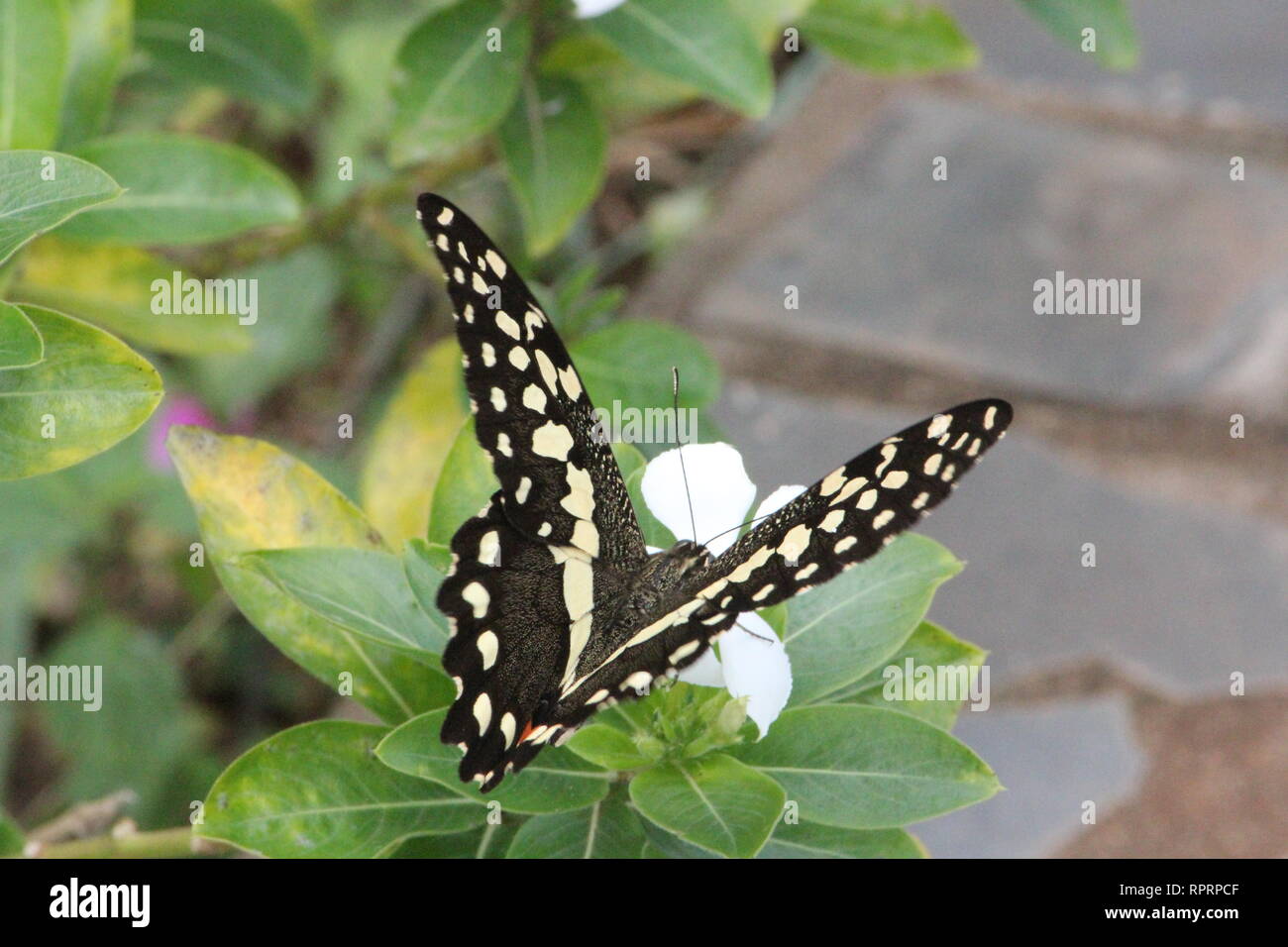 Papilionaceae hi-res stock photography and images - Alamy