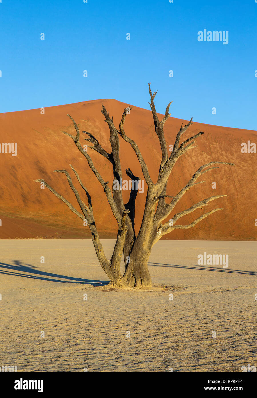Dry beautiful tree on the background of the dunes with a beautiful ...