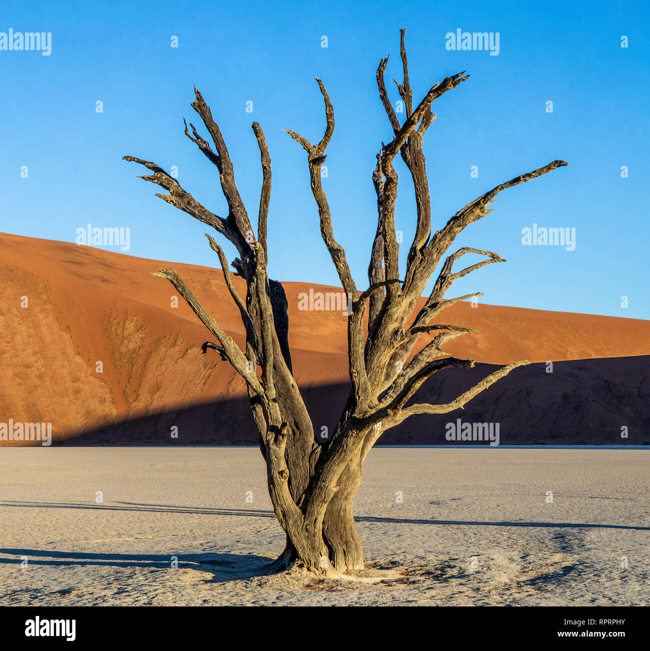 Dry beautiful tree on the background of the dunes with a beautiful ...