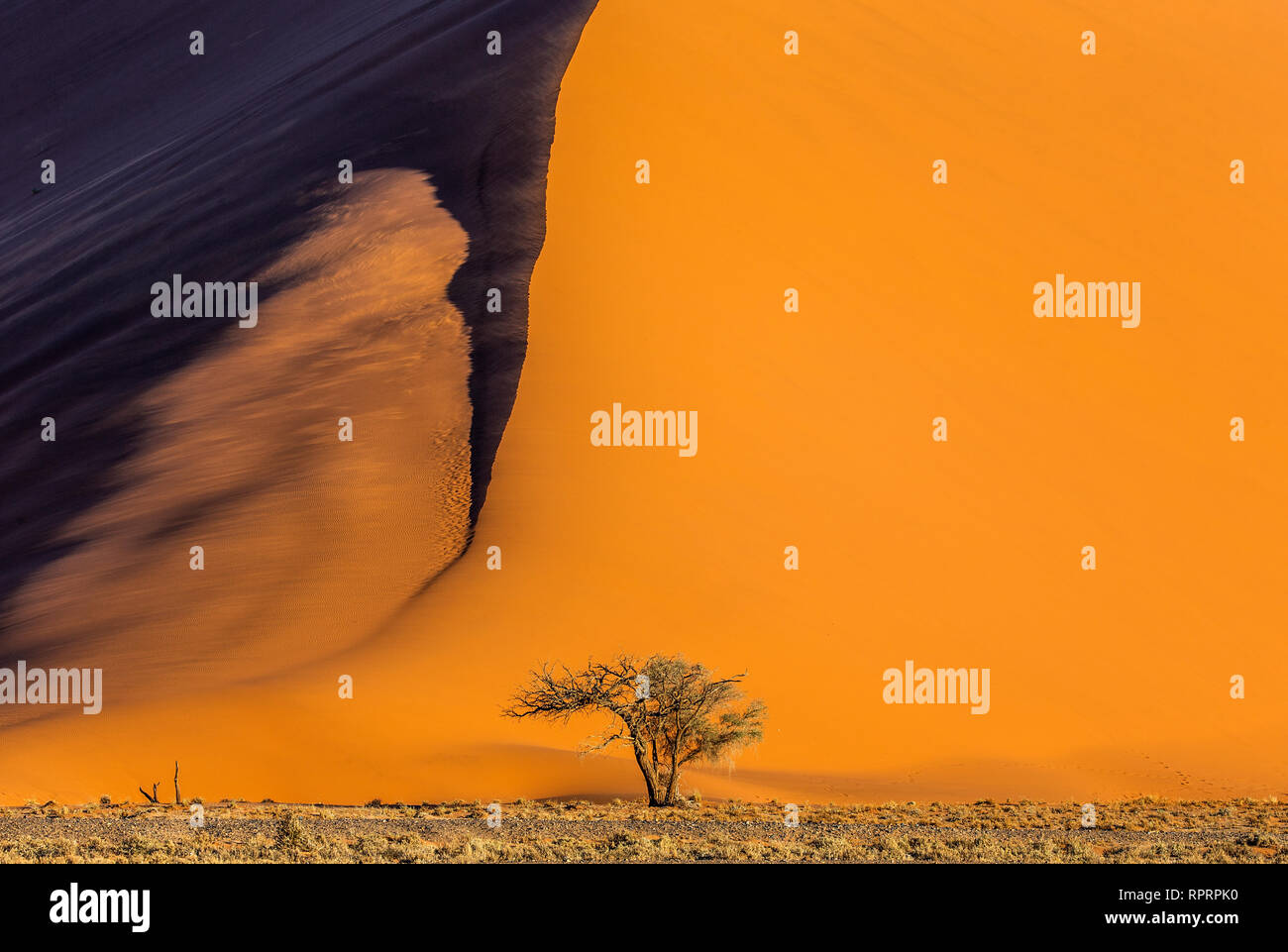 Single tree on the background of a beautiful dune. Stunning light and ...