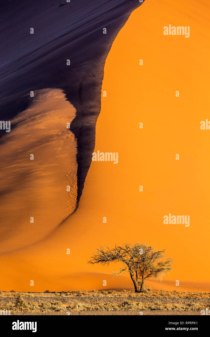 Single tree on the background of a beautiful dune. Stunning light and ...