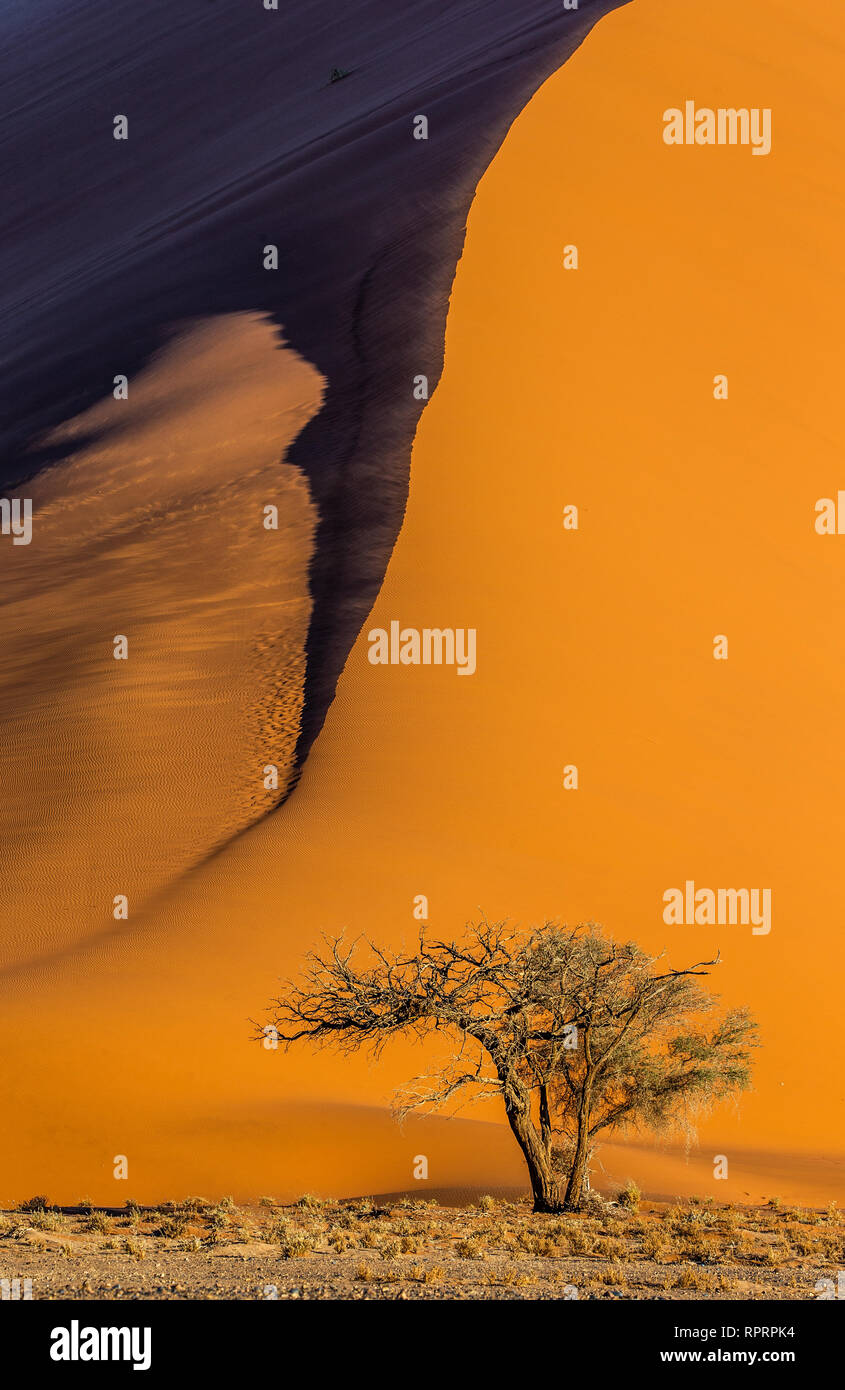 Single tree on the background of a beautiful dune. Stunning light and ...