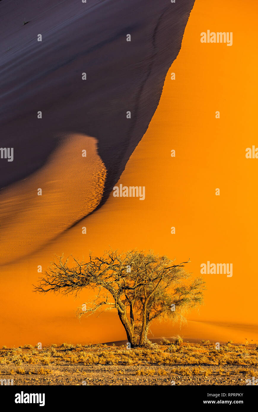 Single tree on the background of a beautiful dune. Stunning light and ...