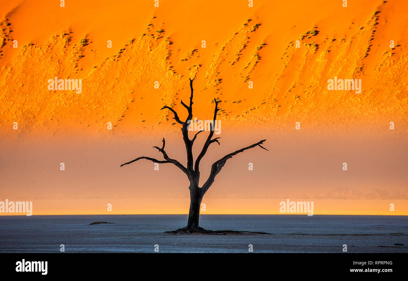 Dead acacia trees on the background of sand dunes and stripes of ...