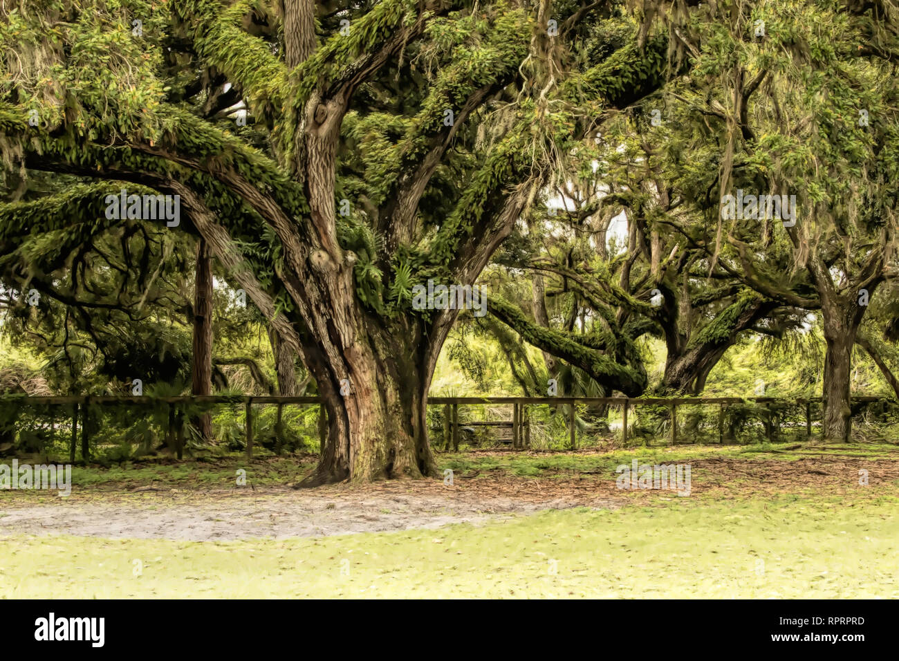 The Healing Tree Stock Photo - Alamy