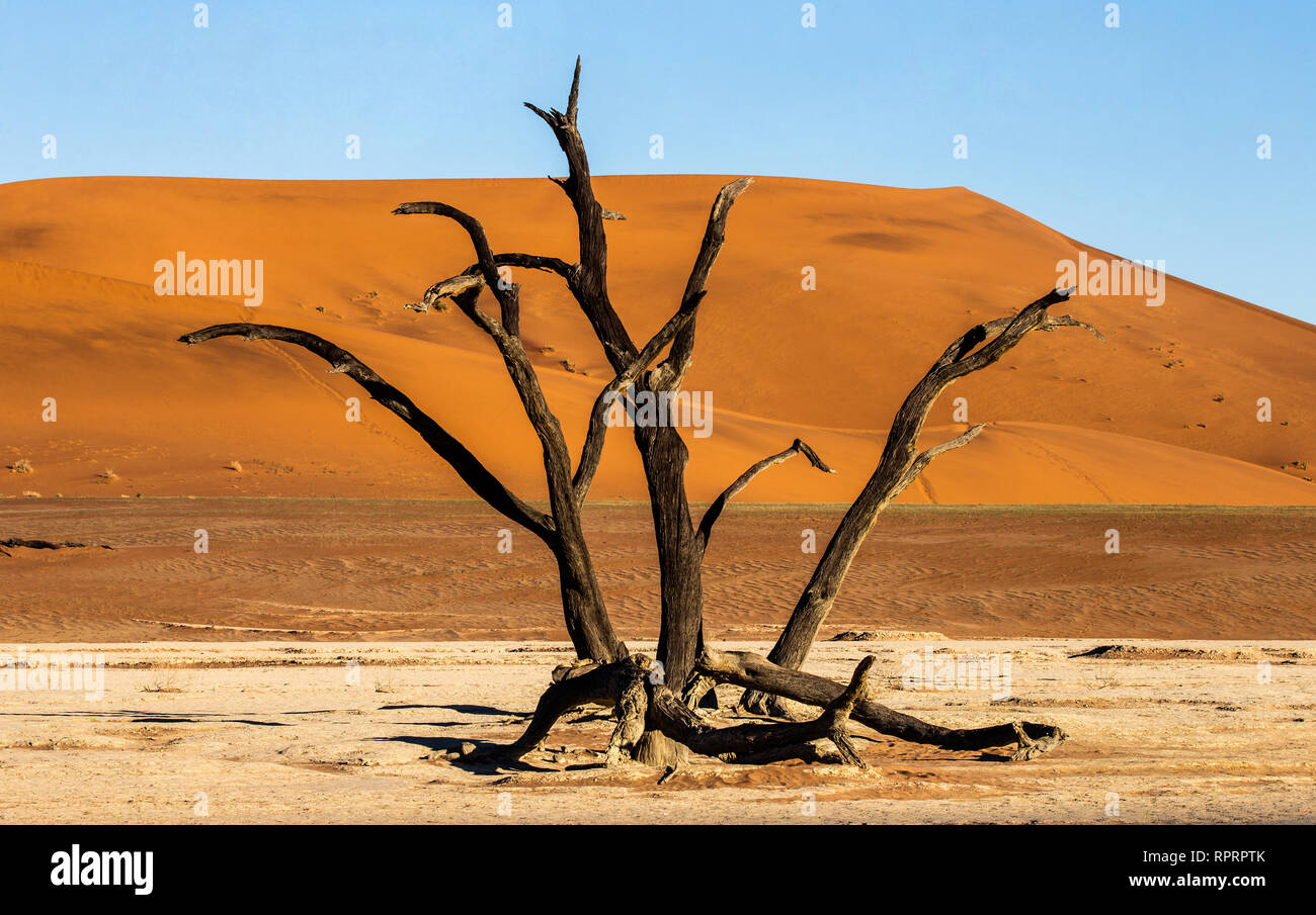 Dry beautiful tree on the background of the dunes with a beautiful ...