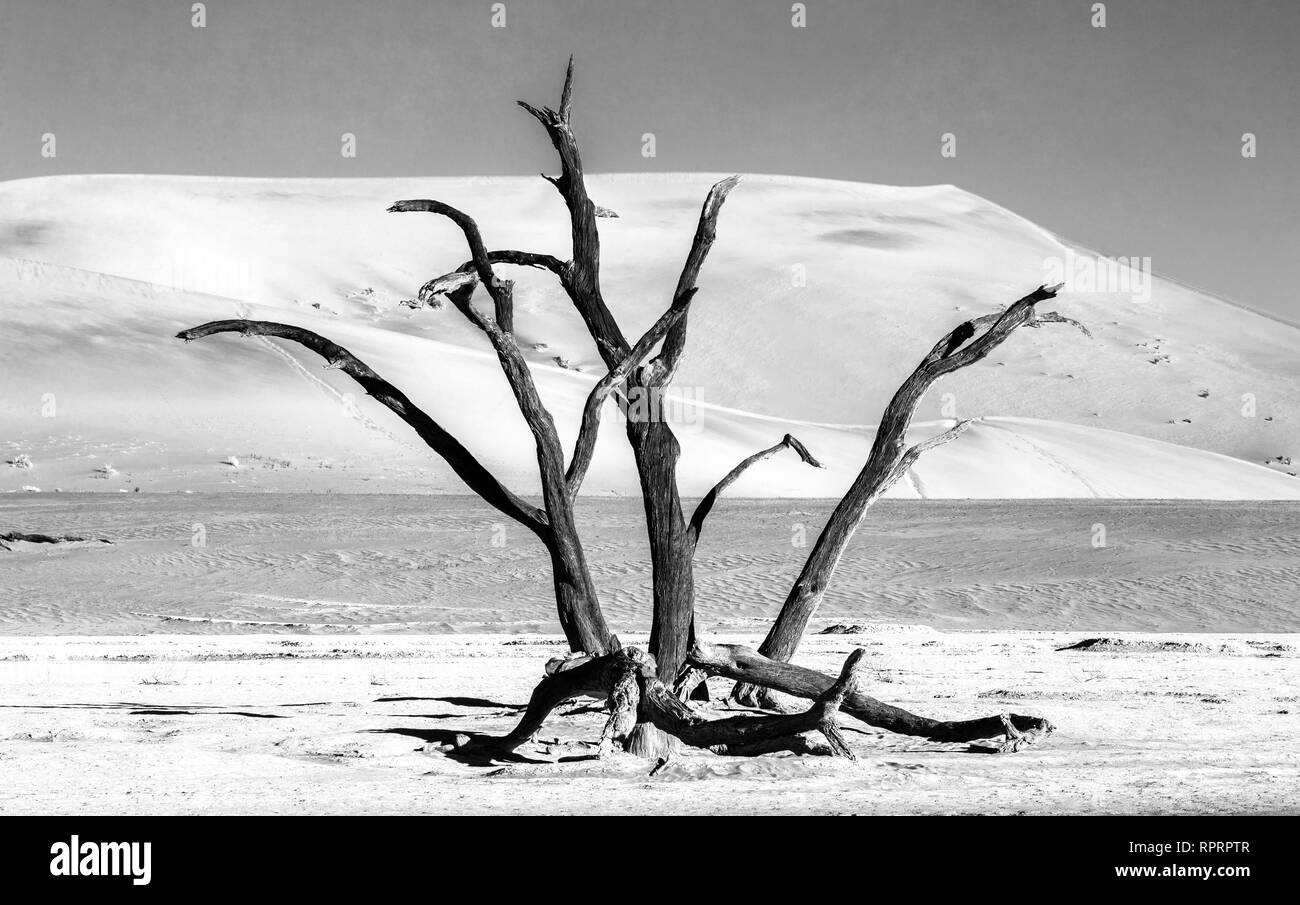 Dry beautiful tree on the background of the dunes with a beautiful ...