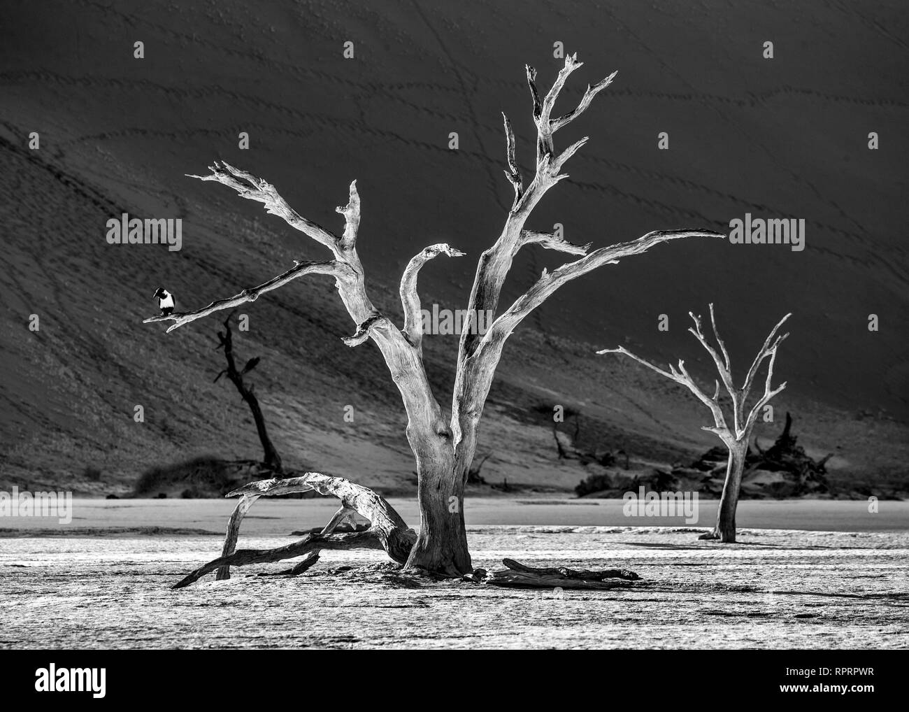 Acacia trees in namib desert Black and White Stock Photos & Images - Alamy
