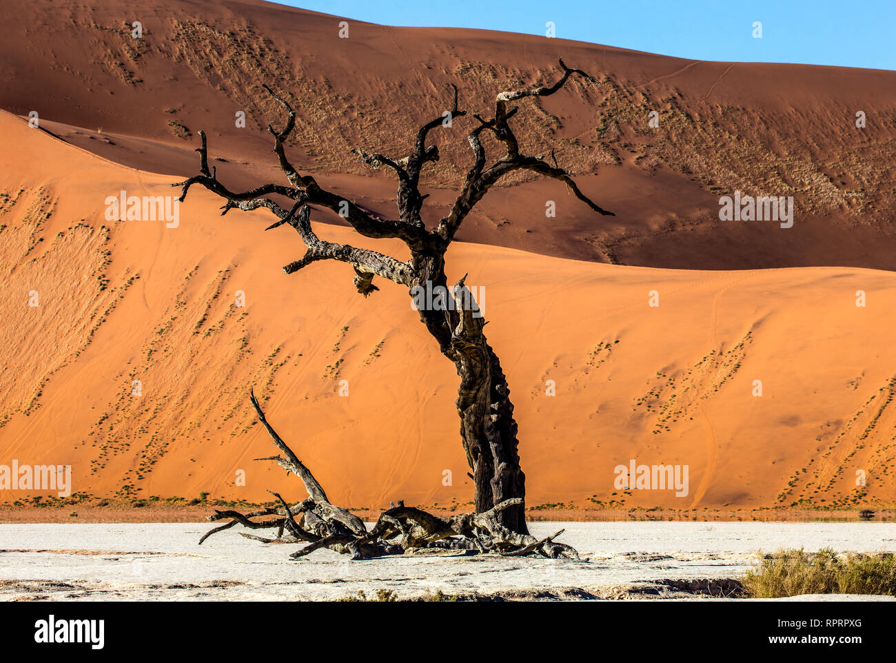 Dry beautiful tree on the background of the dunes with a beautiful ...