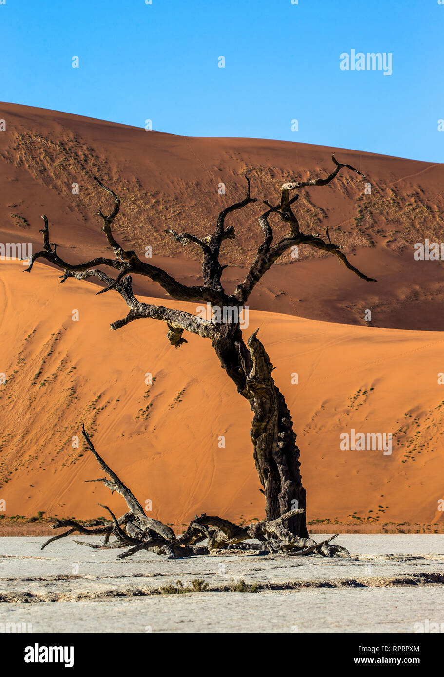 Dry beautiful tree on the background of the dunes with a beautiful ...