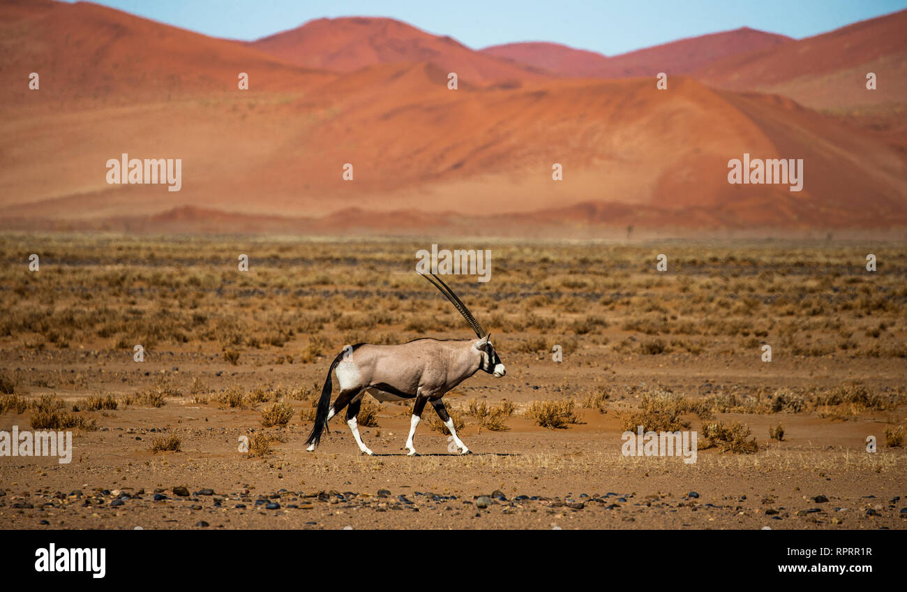 Dead mammals hi-res stock photography and images - Alamy