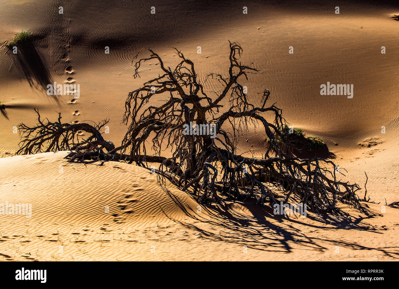 Dead acacia Trees and red dunes in Deadvlei. Sossusvlei. Namib-Naukluft ...