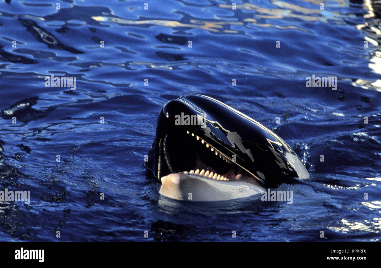 Wunderbar Orca Der Killerwal Ebenbild