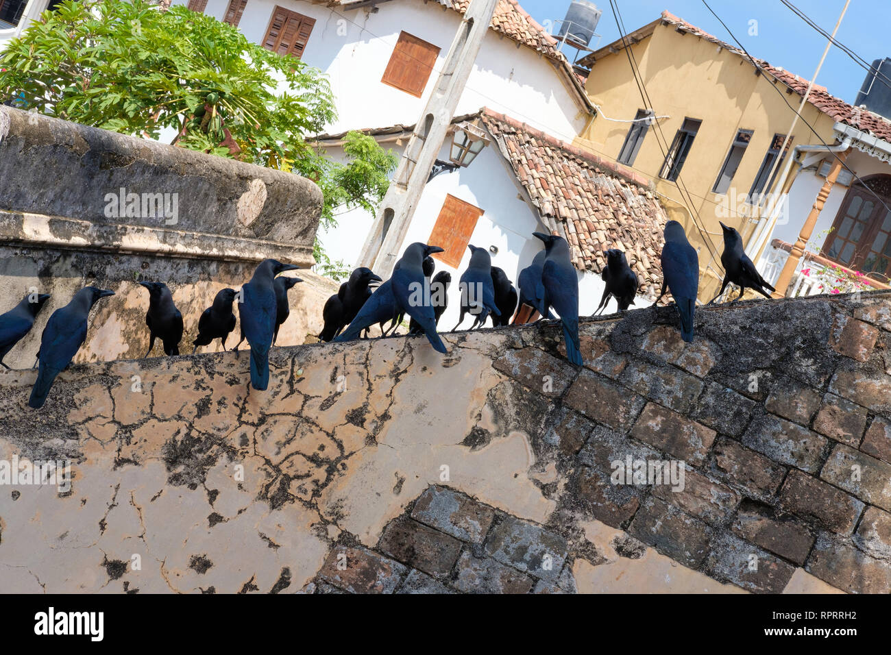 Crows and ravens hi-res stock photography and images - Alamy
