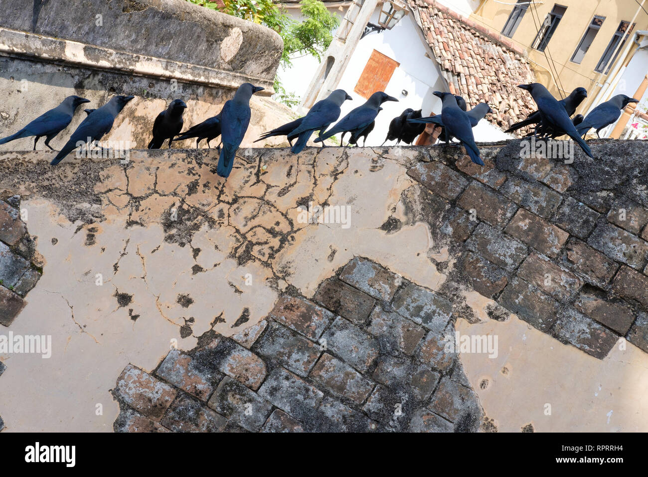 Wall of crows hi-res stock photography and images - Alamy