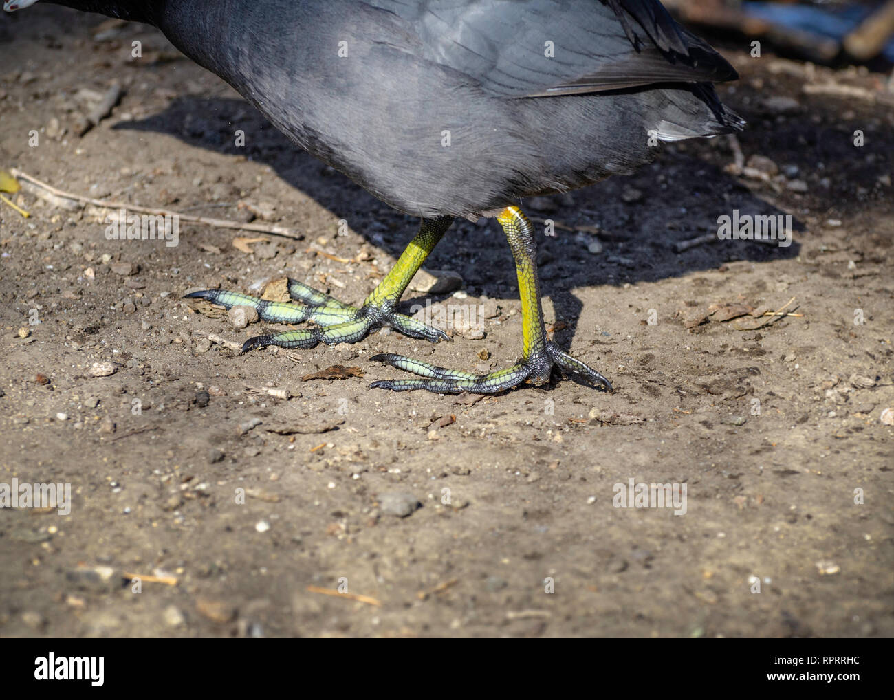 American coot feet hi-res stock photography and images - Alamy