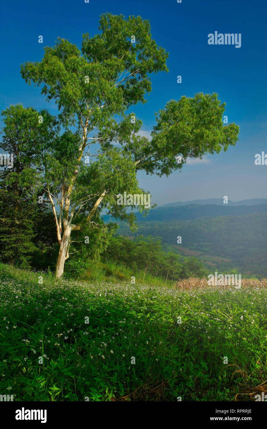Chang rai hi-res stock photography and images - Alamy