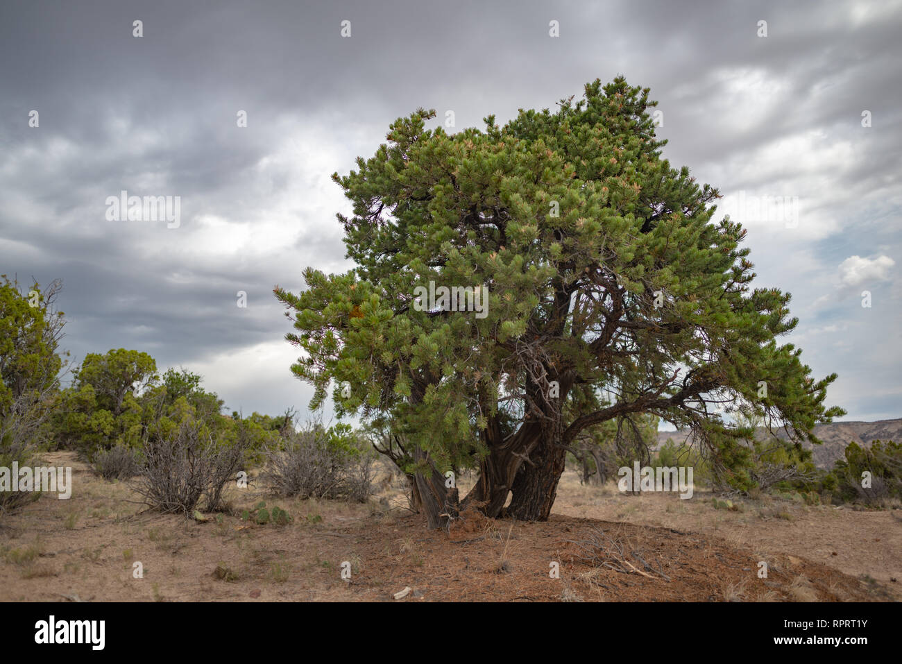 Juniper tree in Escalante Petrified Forest State Park, Utah, United ...