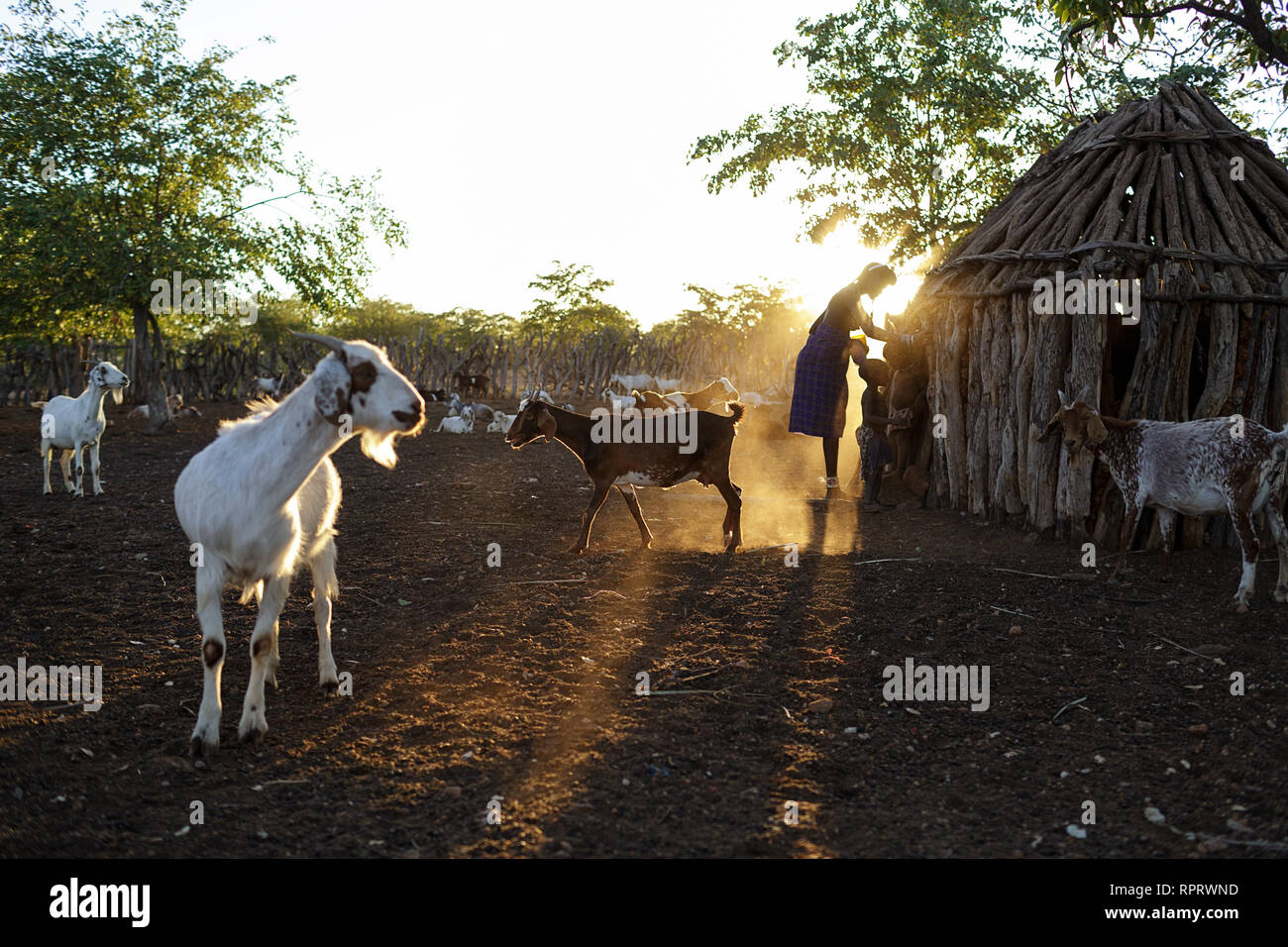 Zemba people in their morning routine in a village near Epupa, Namibia ...